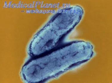Інфекції pseudomonas aeruginosa | yak.koshachek.com