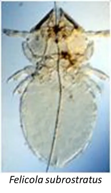 Волосоїдів у собак | yak.koshachek.com