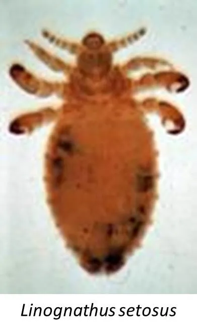 Волосоїдів у собак | yak.koshachek.com