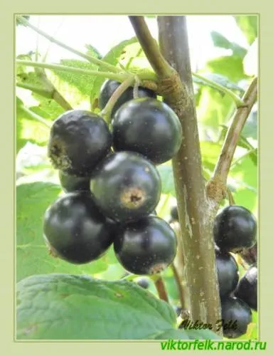 Карельський сад | yak.koshachek.com