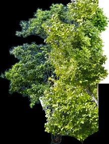 хвороби газону | yak.koshachek.com